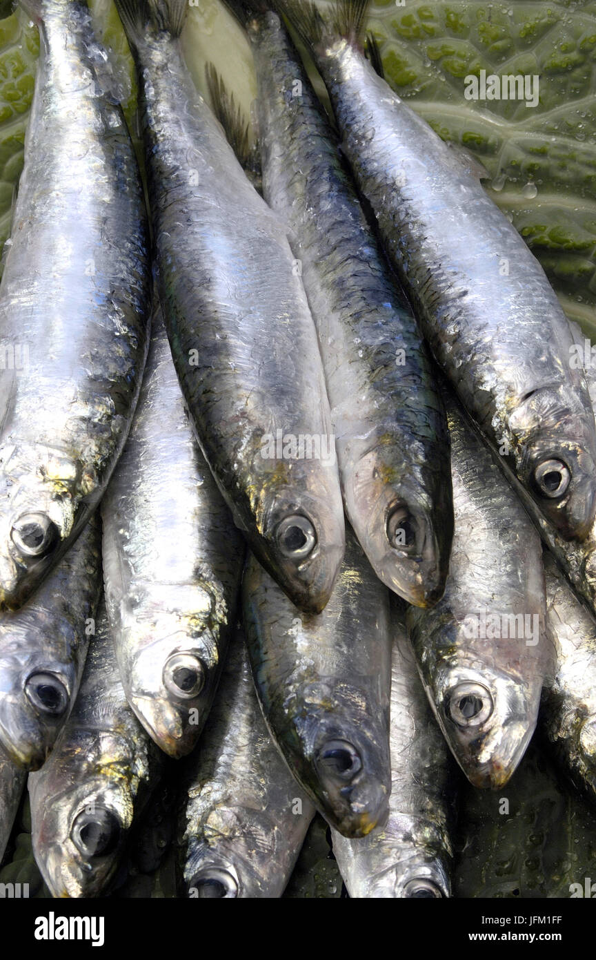 Pile fresh raw sardines seafood hi-res stock photography and images - Alamy