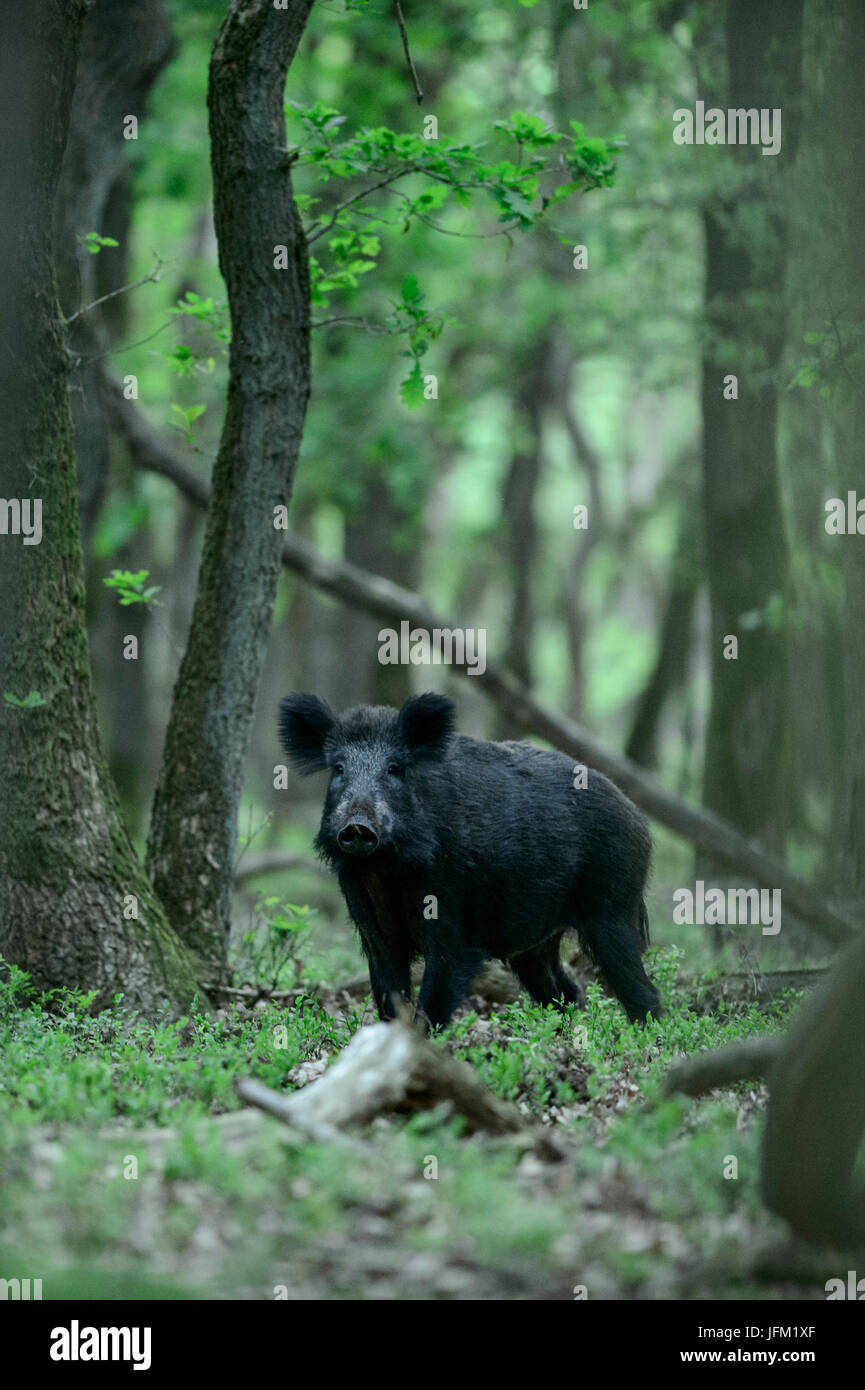 Wild boar with winter coat in an oak forest in early spring. Veluwe ...