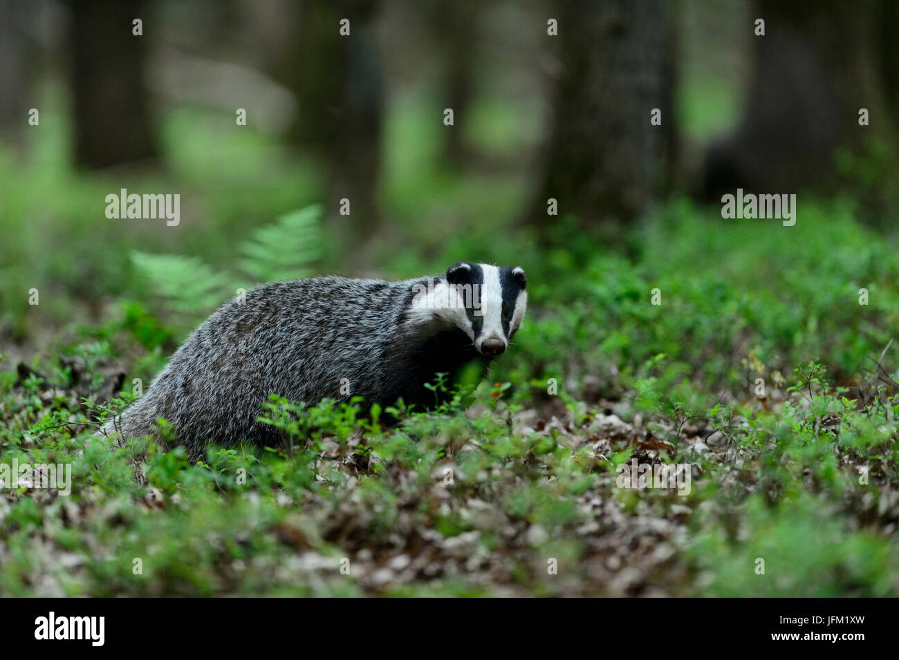 Badger foraging on fresh green forest floor in spring. Veluwe ...