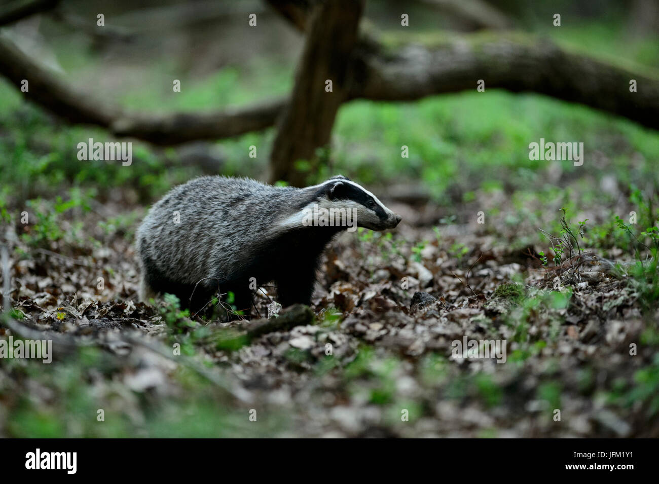 Badger meles meles mammalia mammals mustelidae mustelids carnivora ...