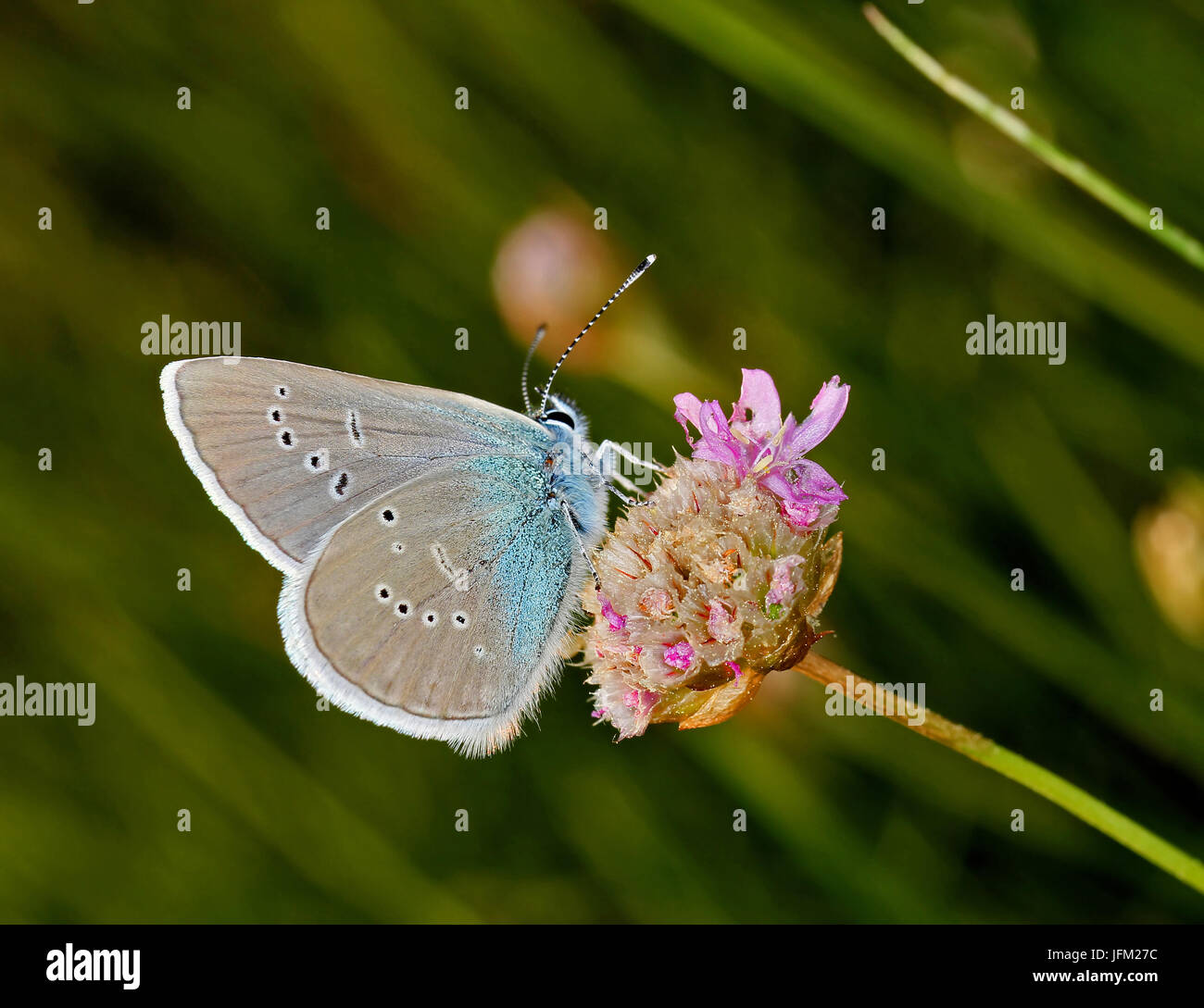 A common blue butterfly Stock Photo - Alamy