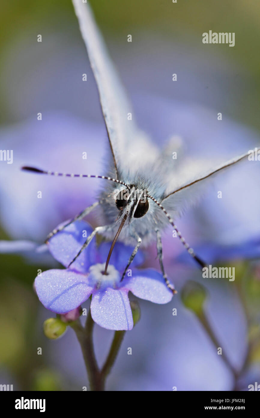 A common blue butterfly Stock Photo - Alamy