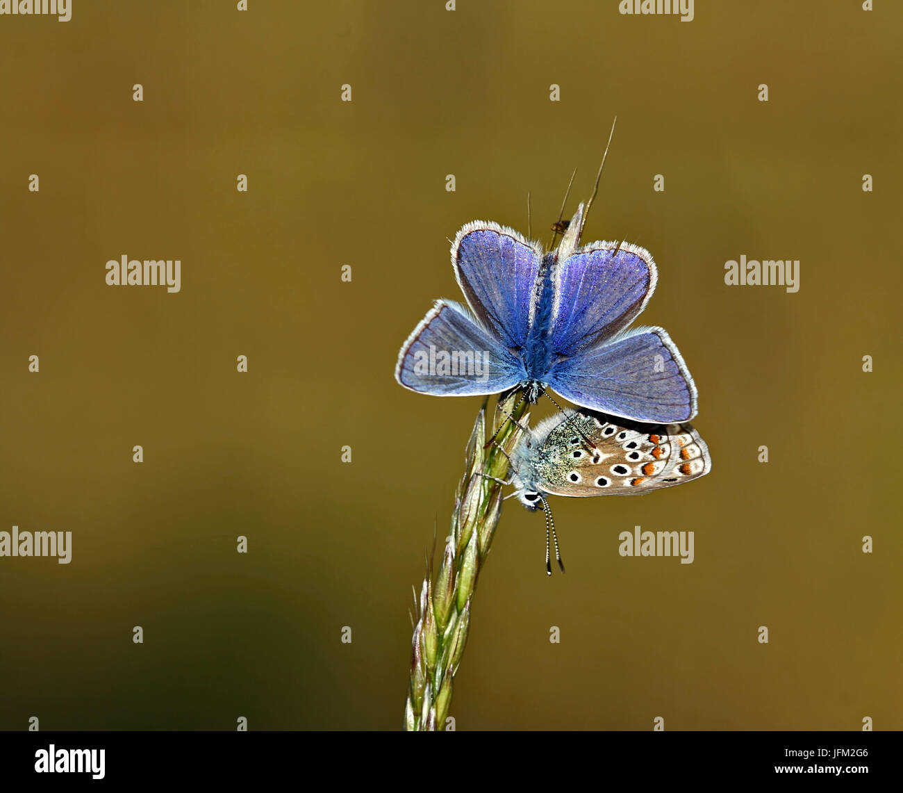 A common blue butterfly Stock Photo - Alamy