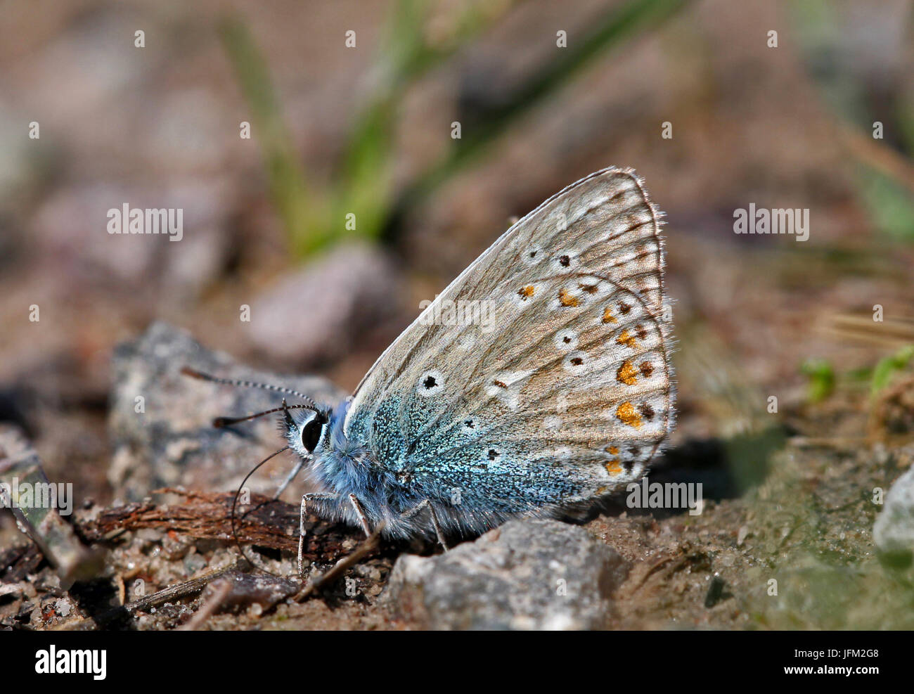 A common blue butterfly Stock Photo - Alamy