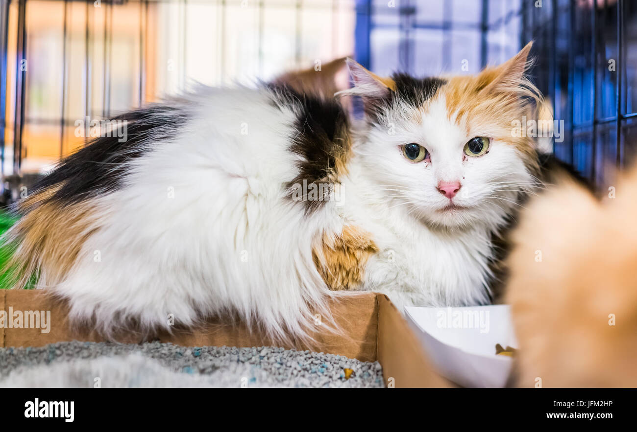 Portrait of one sad white calico cat in cage waiting for adoption Stock ...