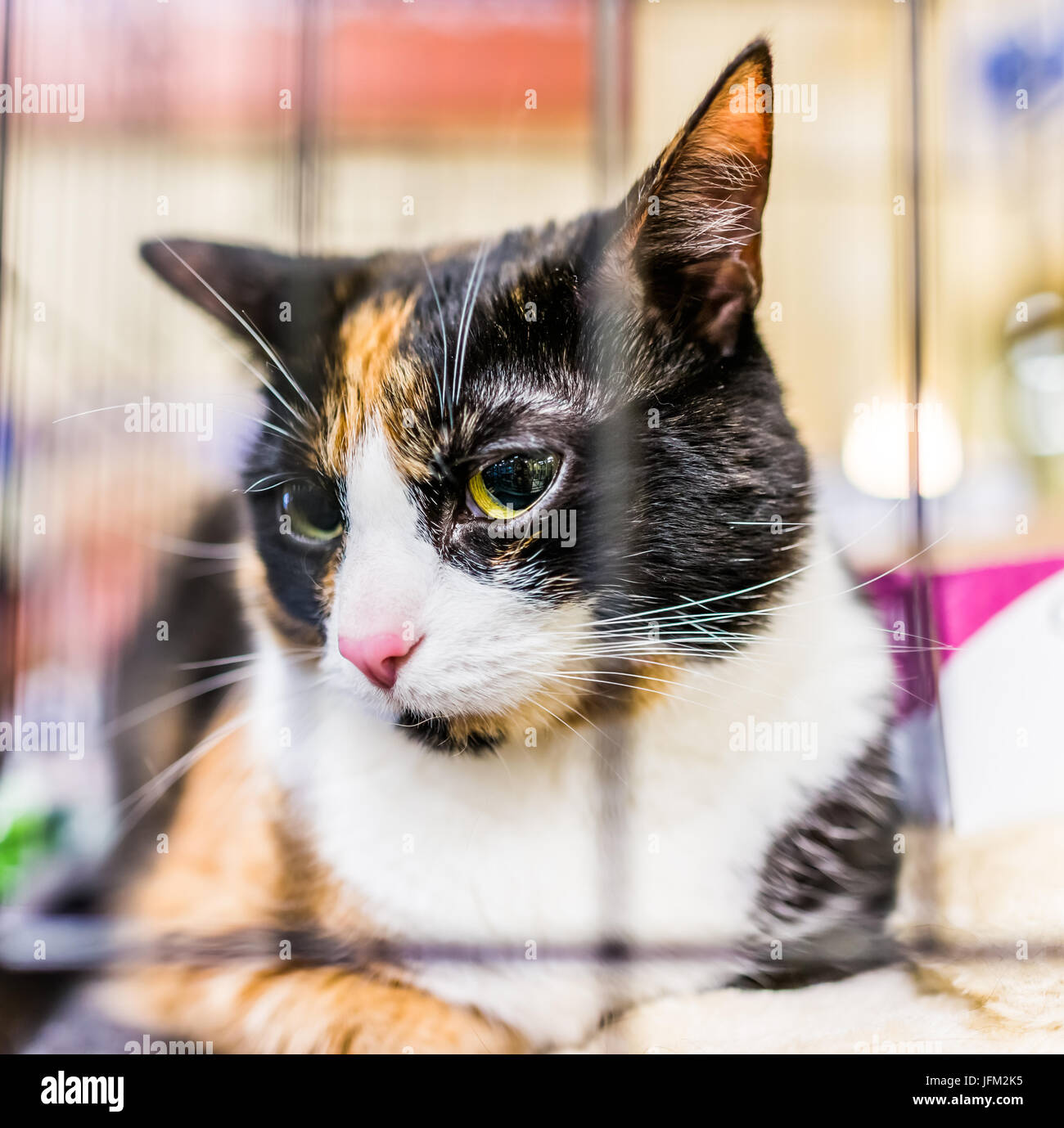 Portrait of one adult calico cat lying down in cage waiting for ...