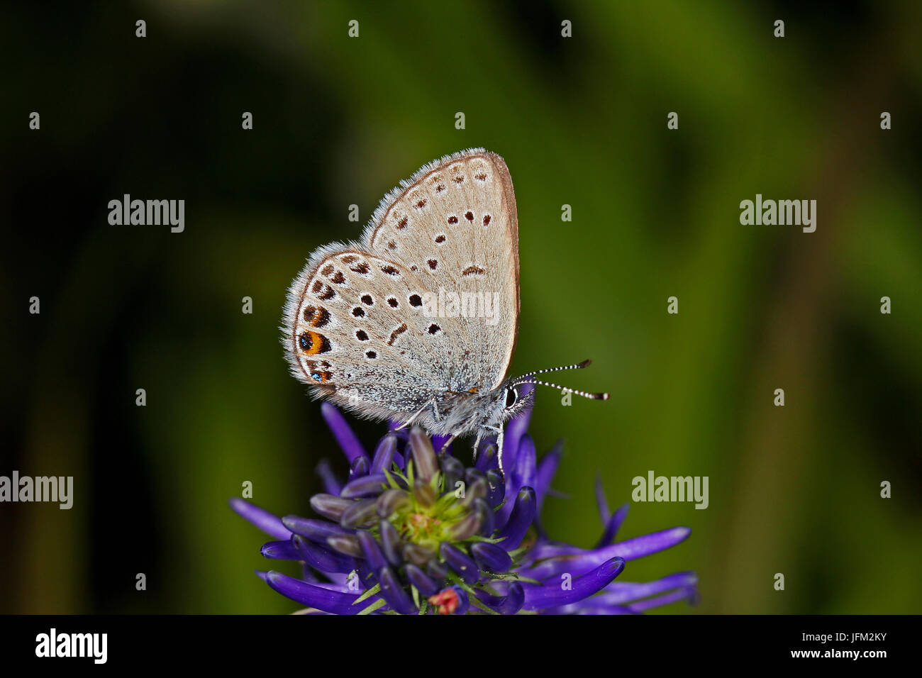 A common blue butterfly Stock Photo - Alamy