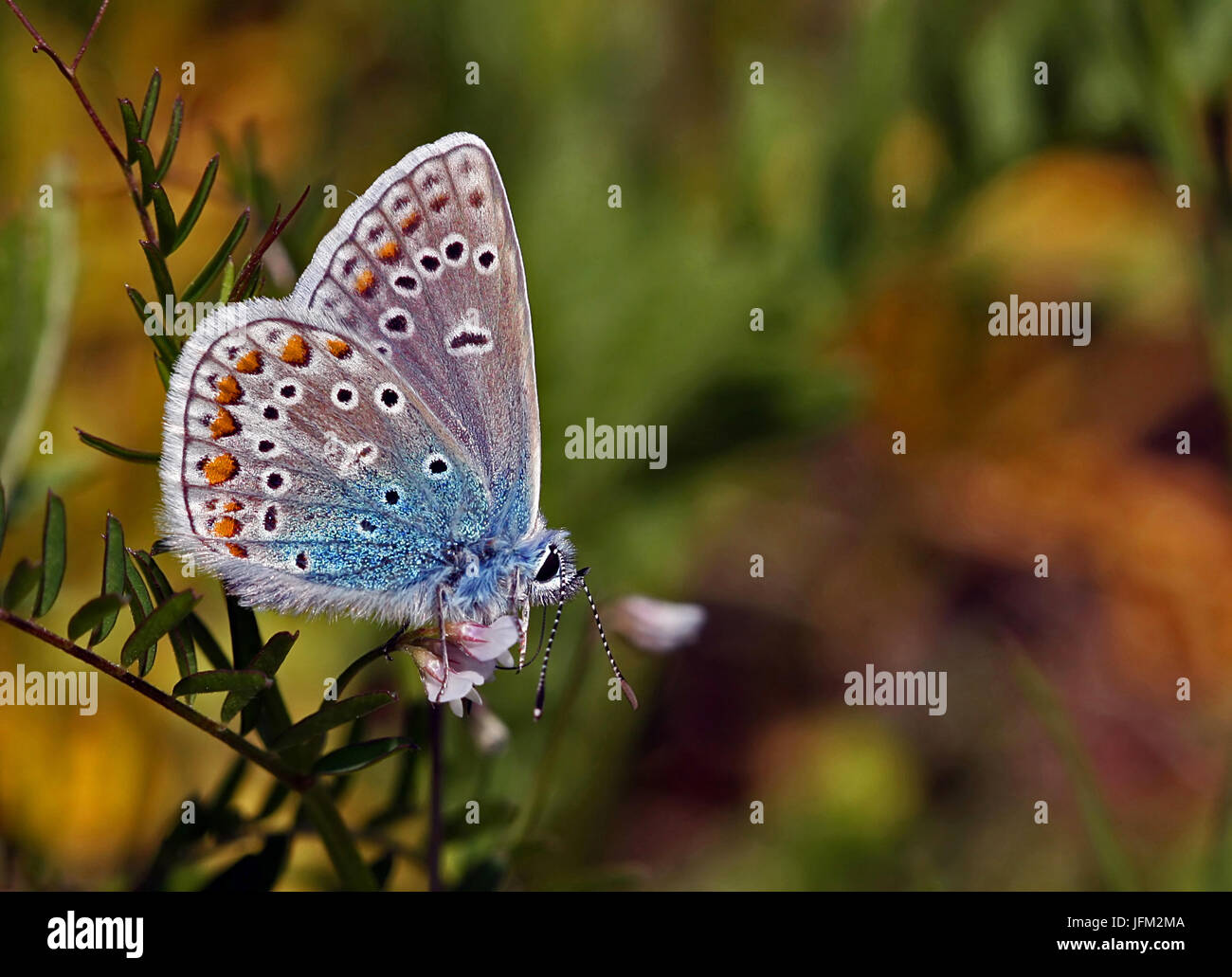 A common blue butterfly Stock Photo - Alamy