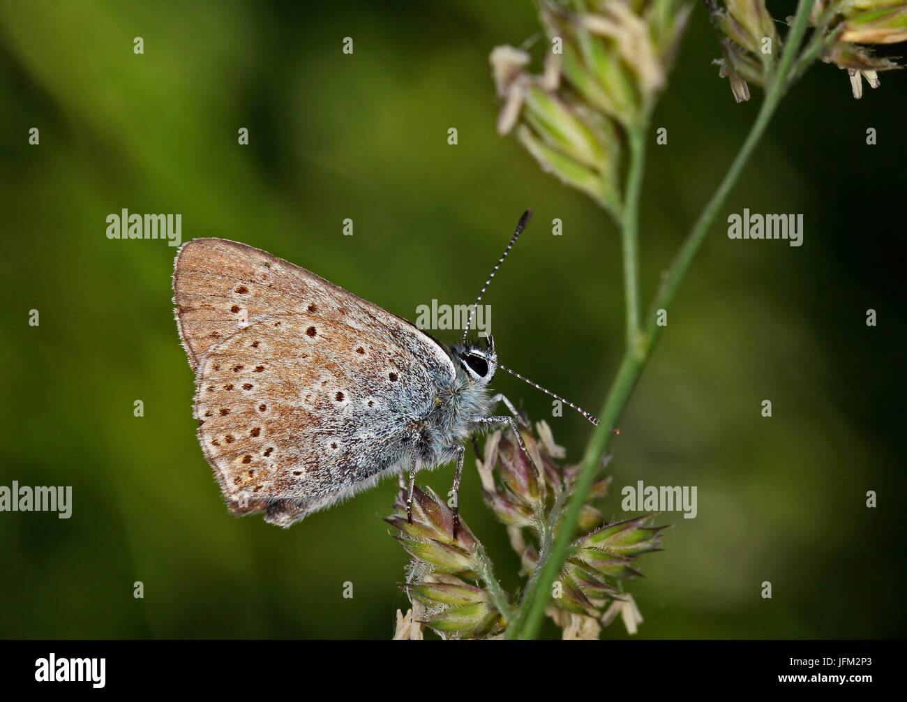 A common blue butterfly Stock Photo - Alamy
