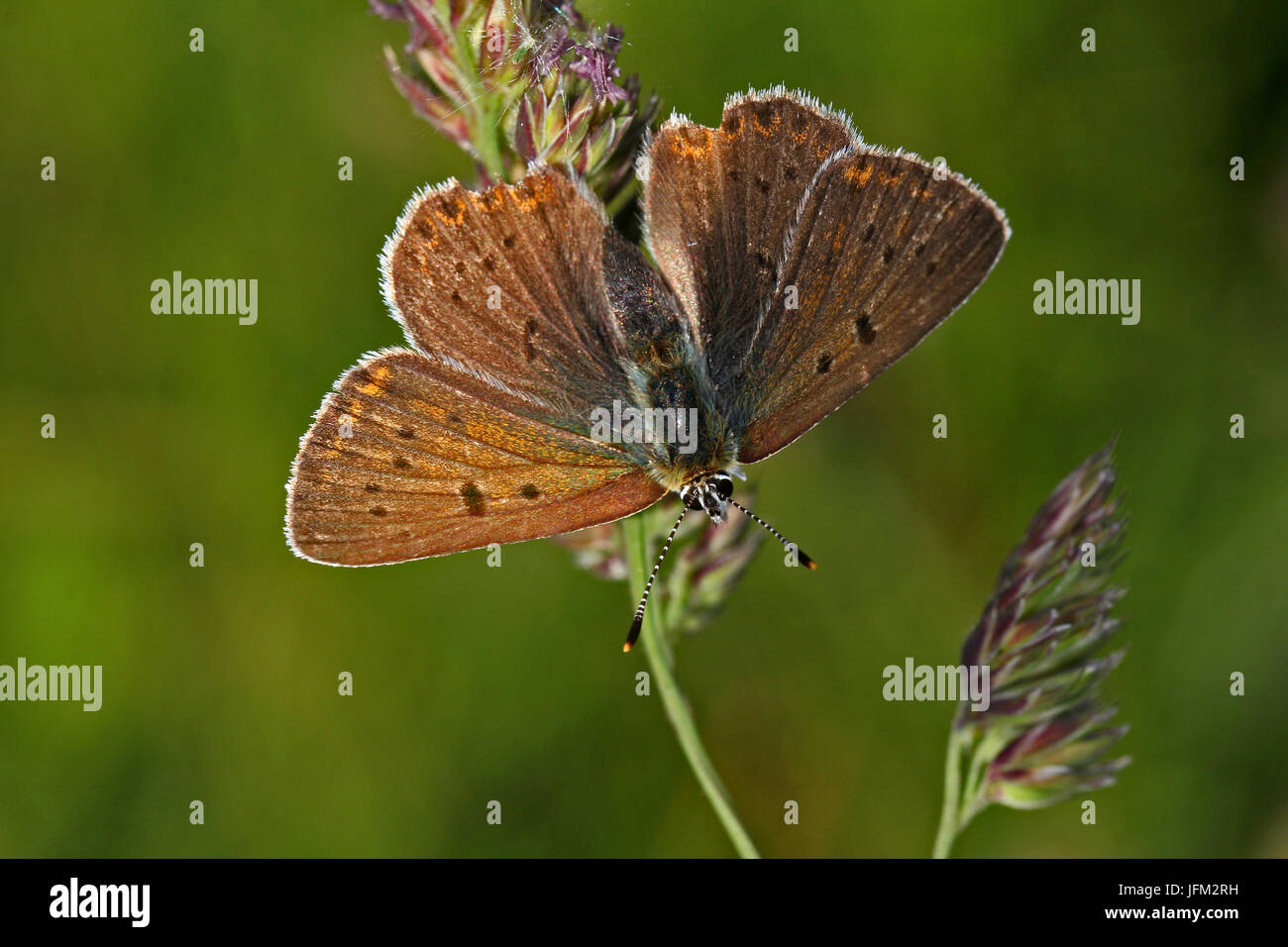 A common blue butterfly Stock Photo - Alamy