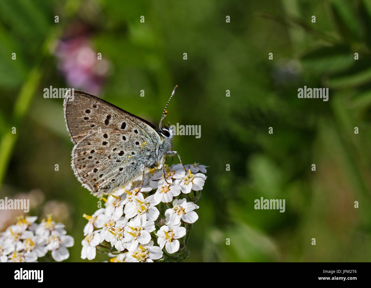 A common blue butterfly Stock Photo - Alamy