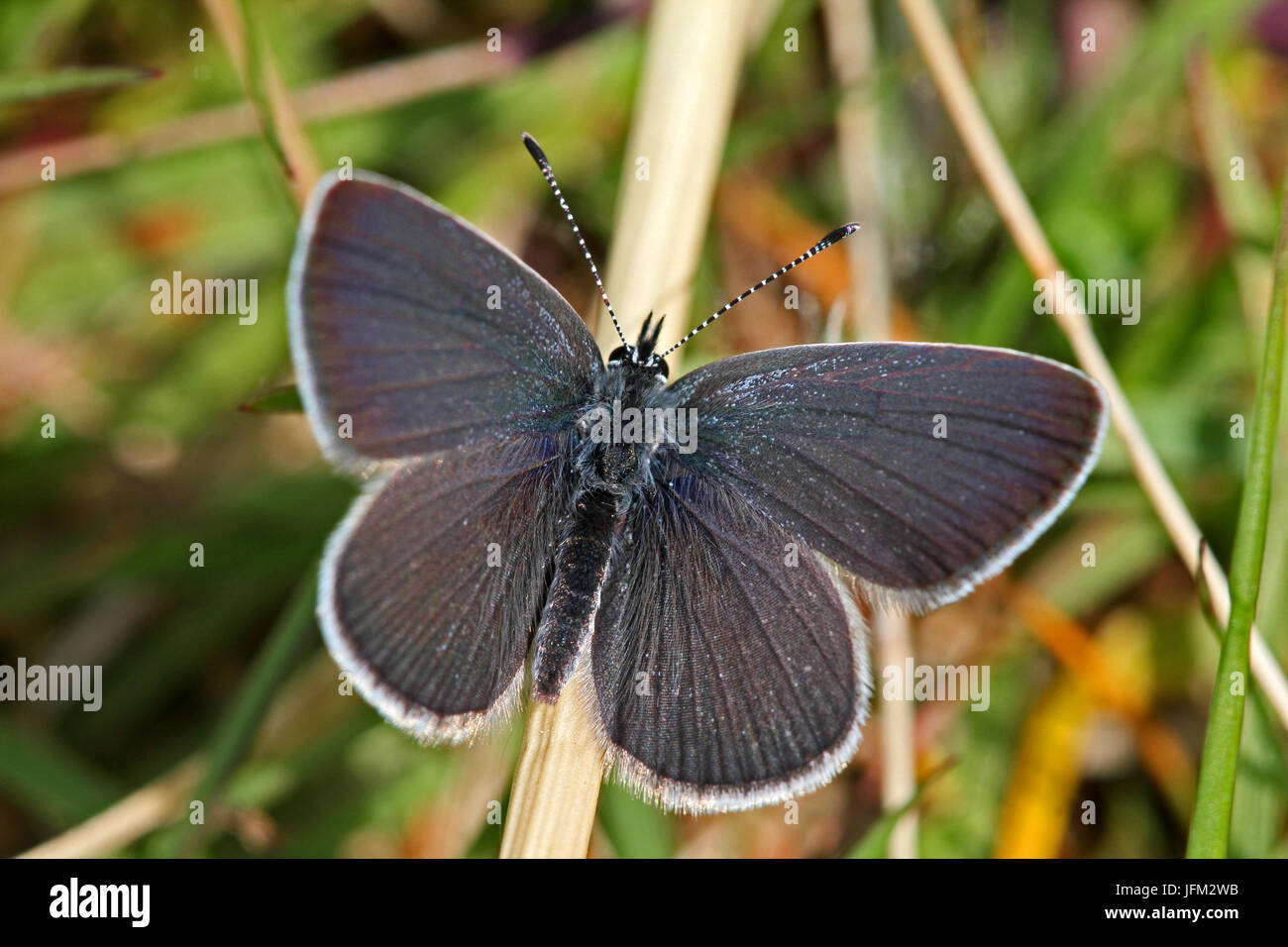 A common blue butterfly Stock Photo - Alamy