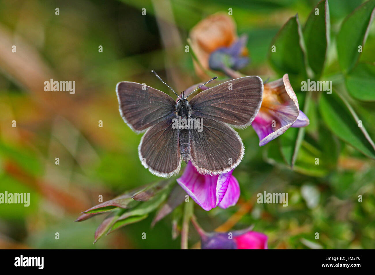 A common blue butterfly Stock Photo - Alamy