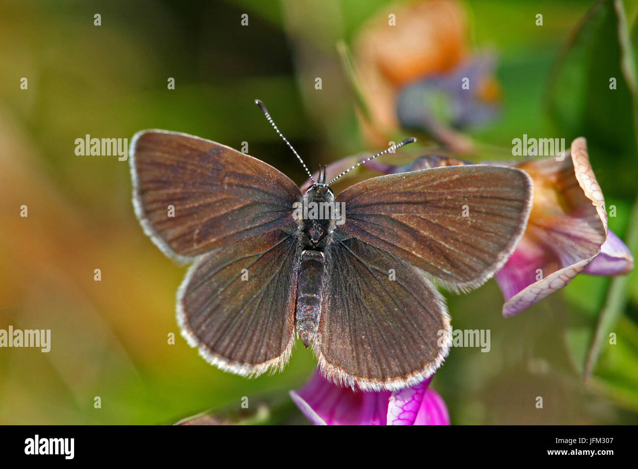 A common blue butterfly Stock Photo - Alamy