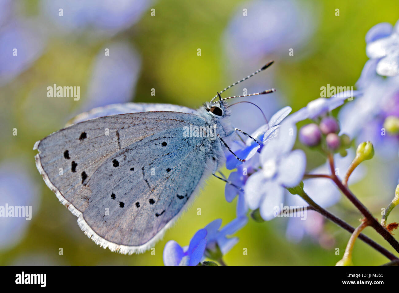 A common blue butterfly Stock Photo - Alamy