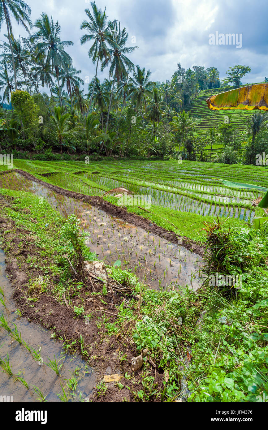 Landscape with Rice Field and Jungle in the Heart of Bali Island ...