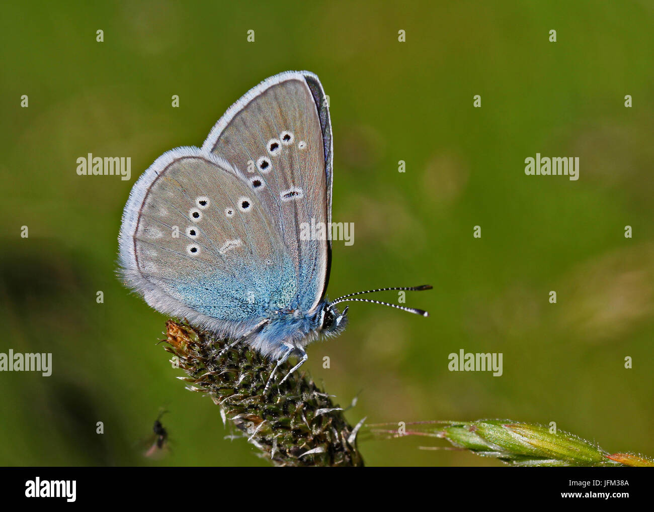 A common blue butterfly Stock Photo - Alamy
