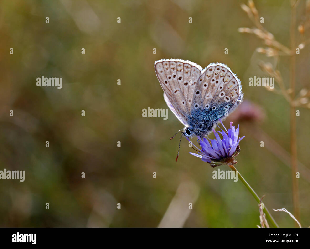 A common blue butterfly Stock Photo - Alamy