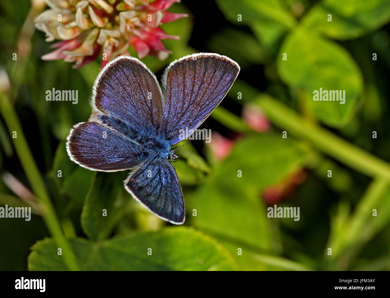 A common blue butterfly Stock Photo - Alamy