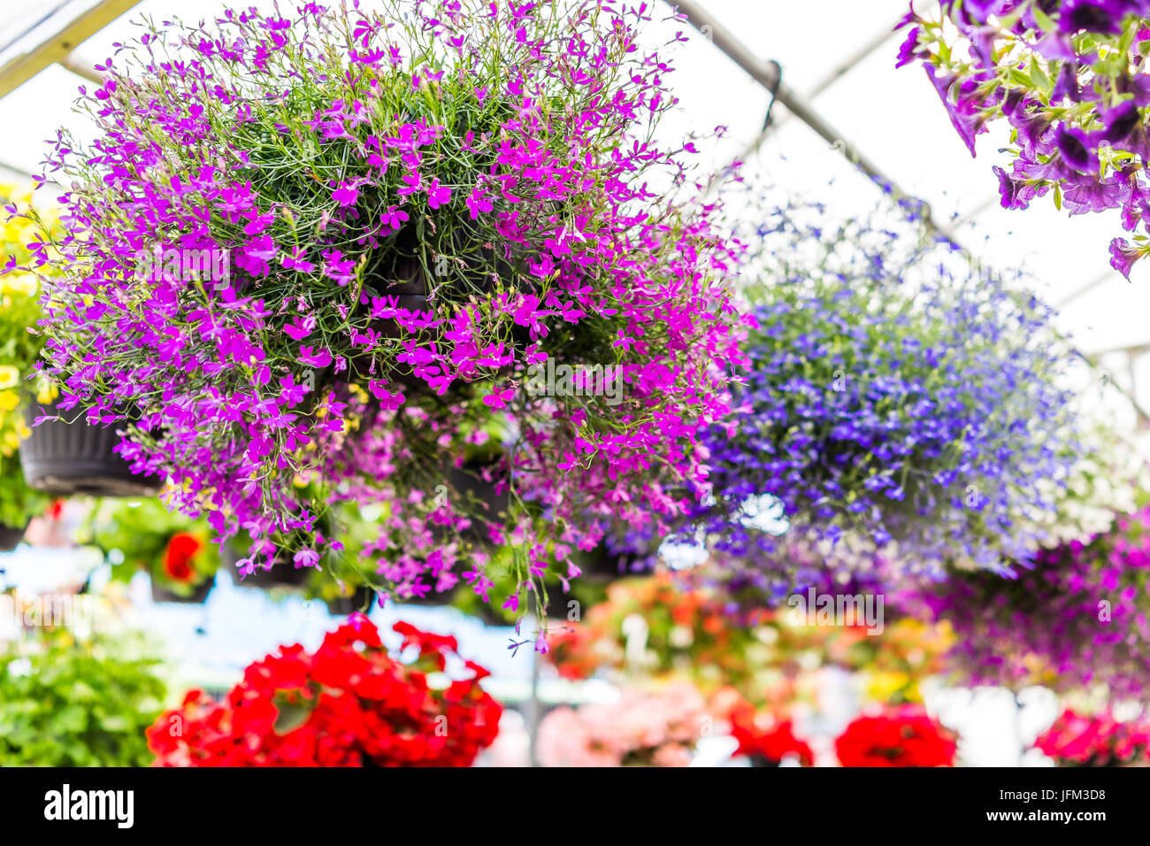 Many colorful tiny purple, pink and red small flowers with green leaves ...