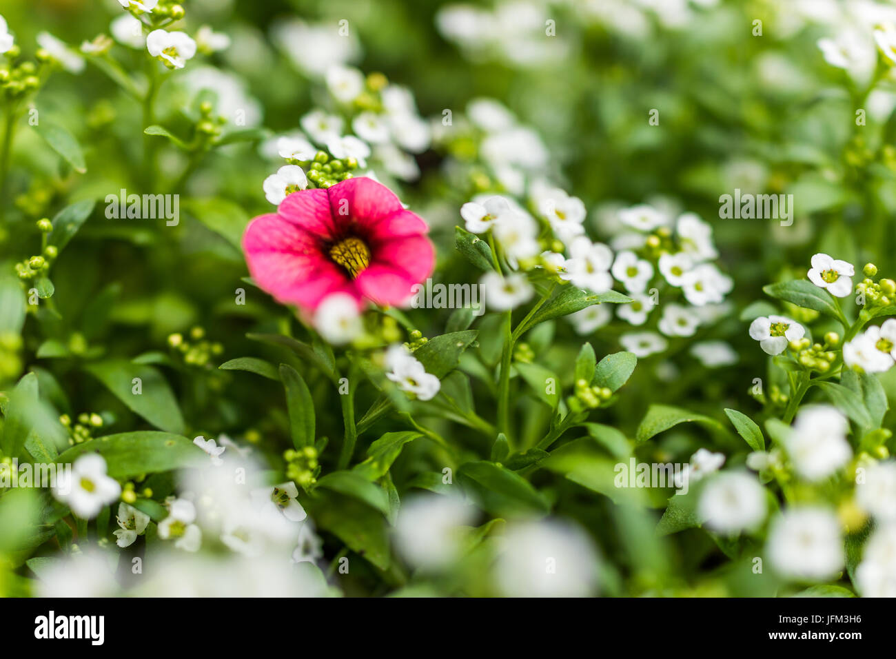 Petunia calibrachoa flower flowers hi-res stock photography and images ...