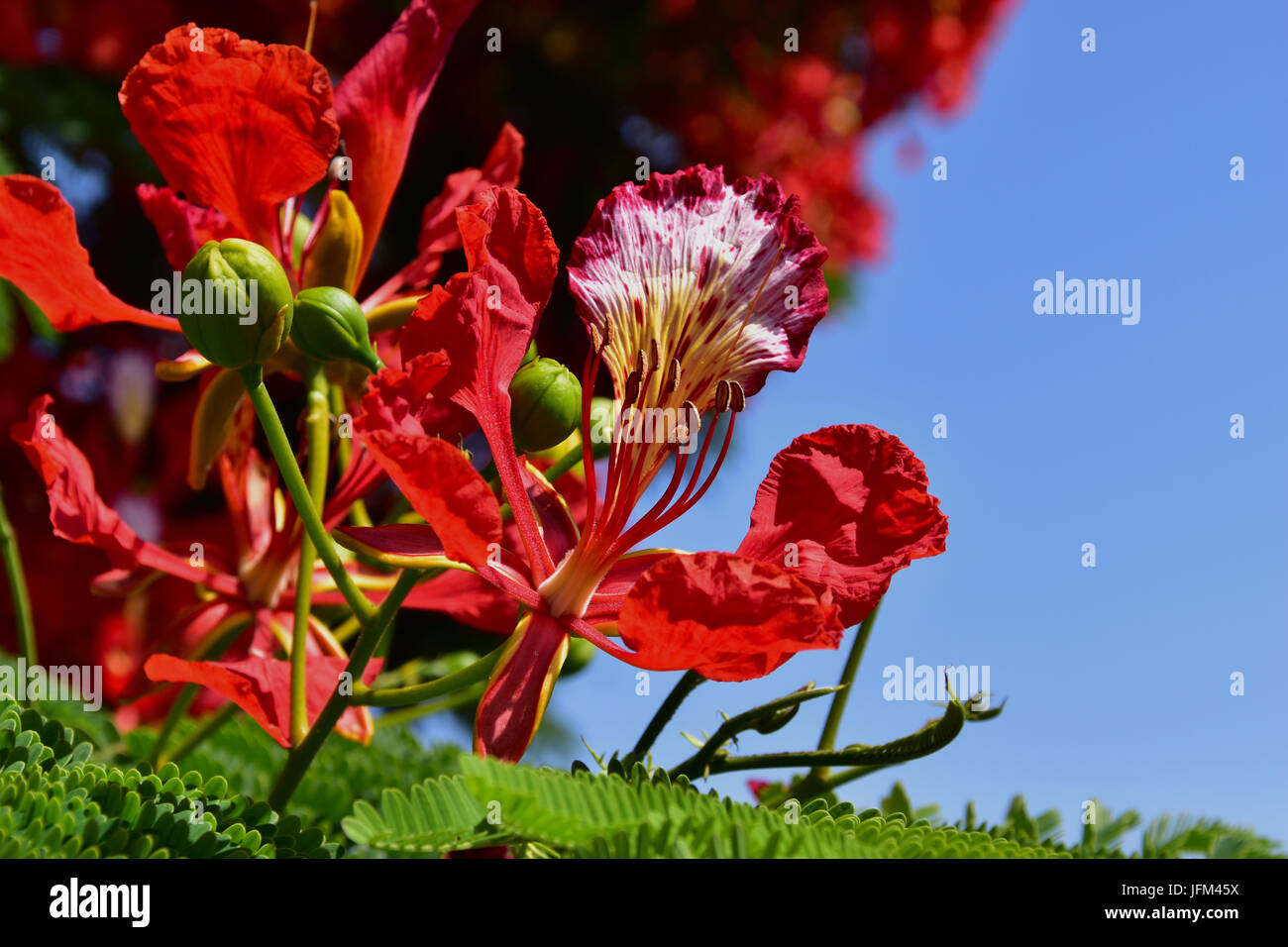 RED FLAMBOYANT close up in Tenerife Stock Photo - Alamy