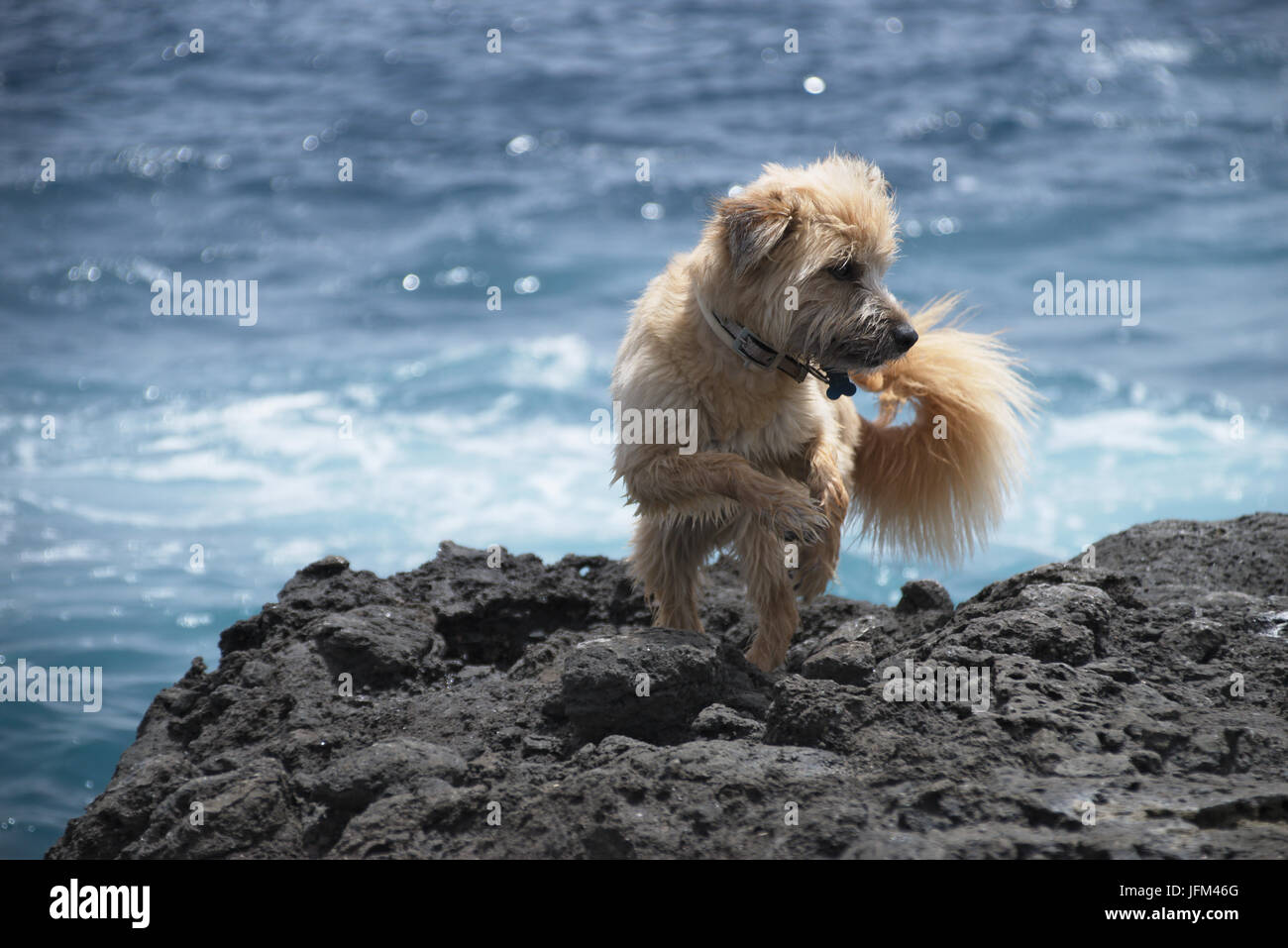 Cute dog chasing waves close the ocean Stock Photo - Alamy