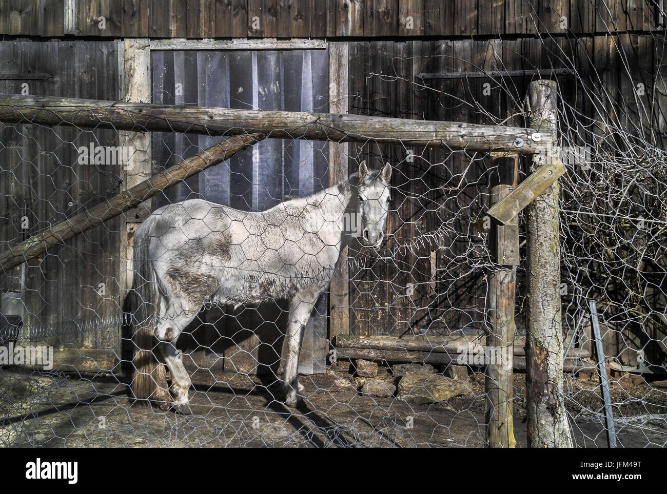 Horse behind fence hi-res stock photography and images - Alamy