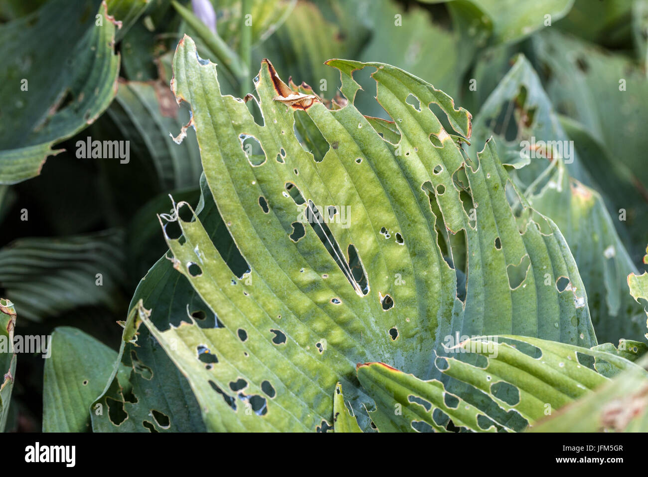 Damaged hosta hi-res stock photography and images - Alamy