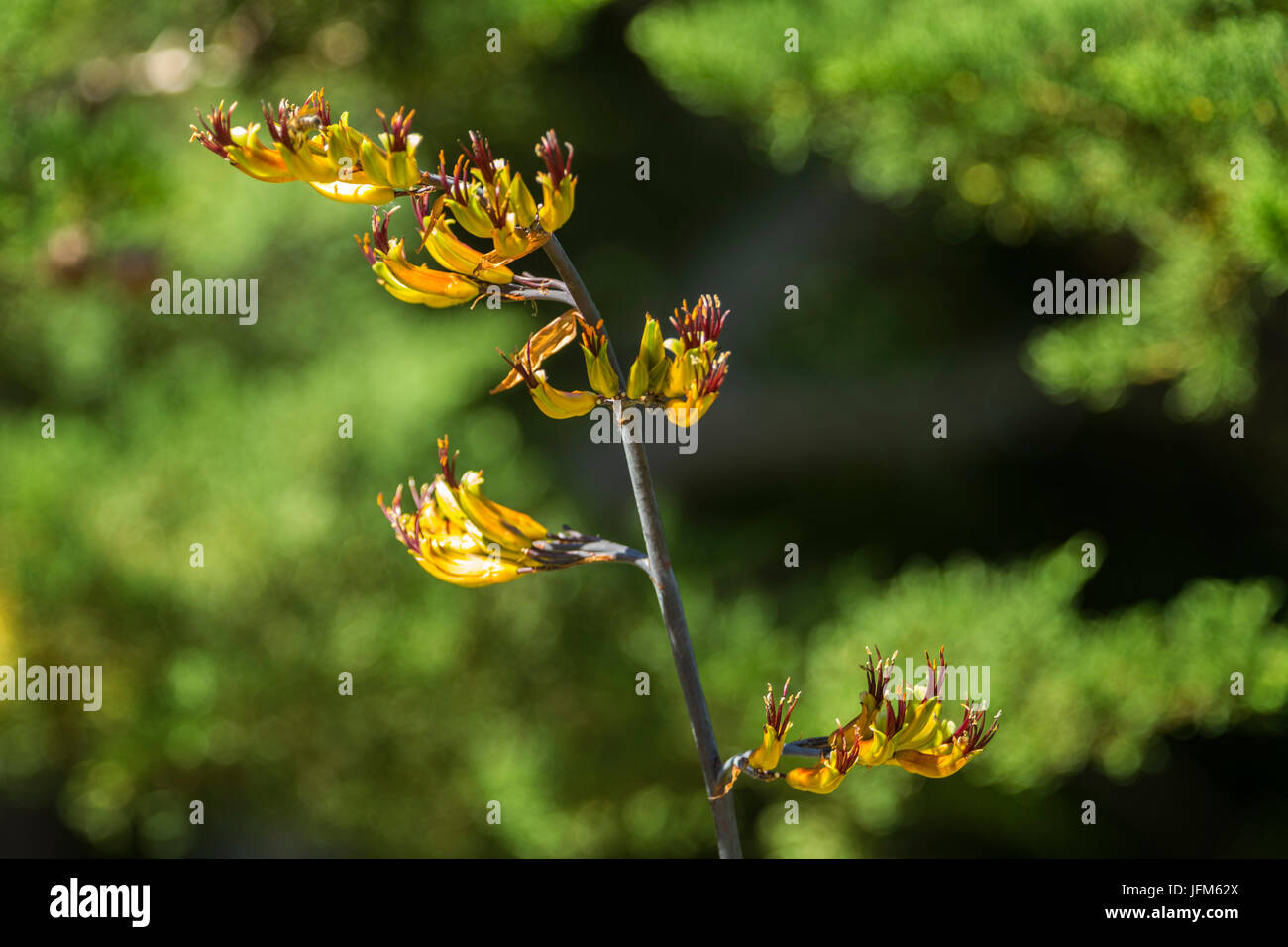 Phormium tenax hi-res stock photography and images - Alamy