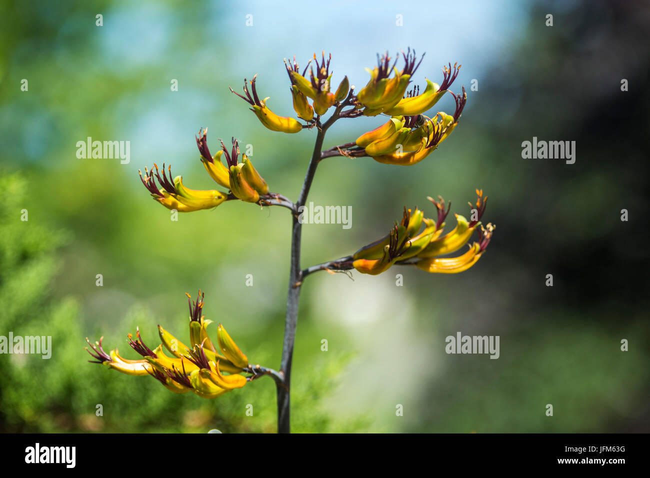 A Phormium Tenax variagata in flower Stock Photo - Alamy