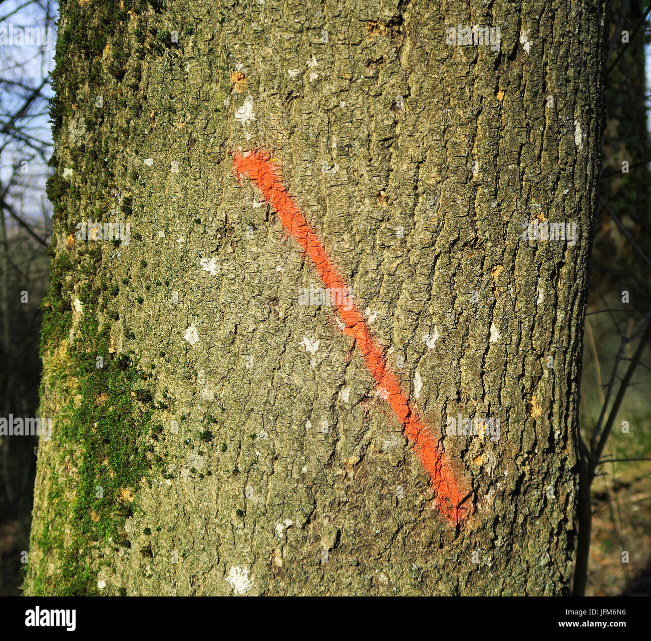 Baumkennzeichnung hi-res stock photography and images - Alamy