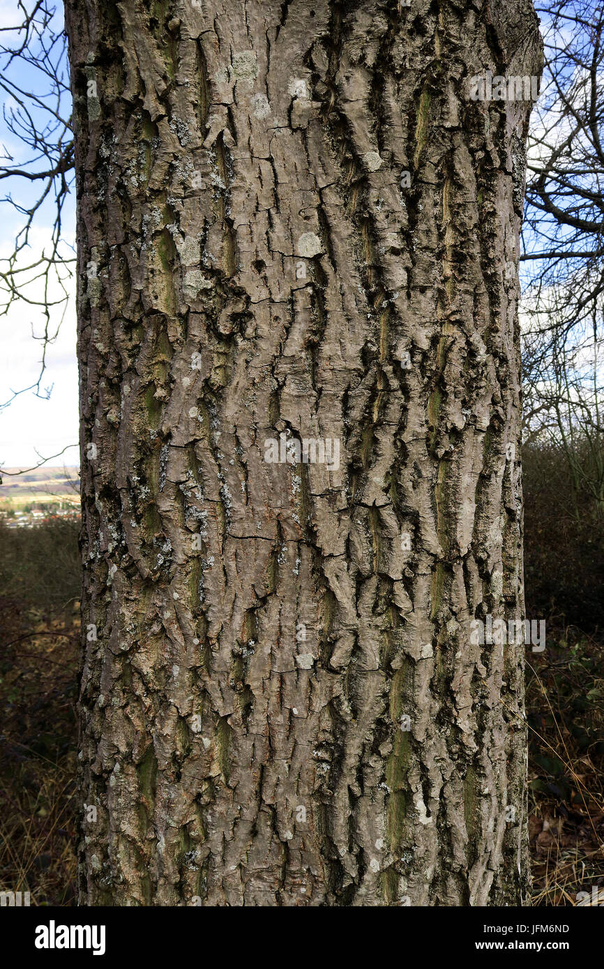 Walnut tree bark hi-res stock photography and images - Alamy