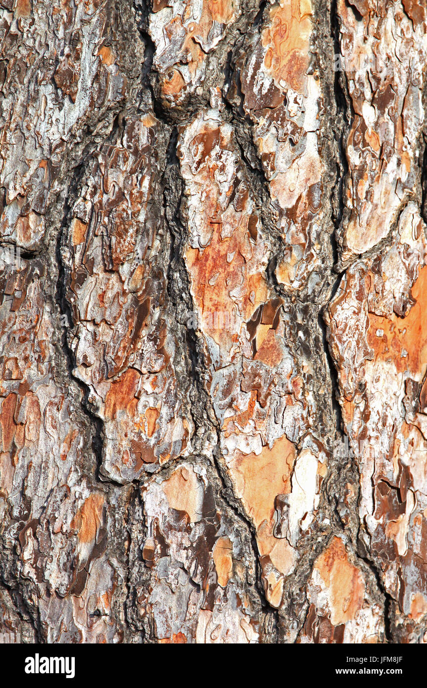 Crust of tree hi-res stock photography and images - Alamy