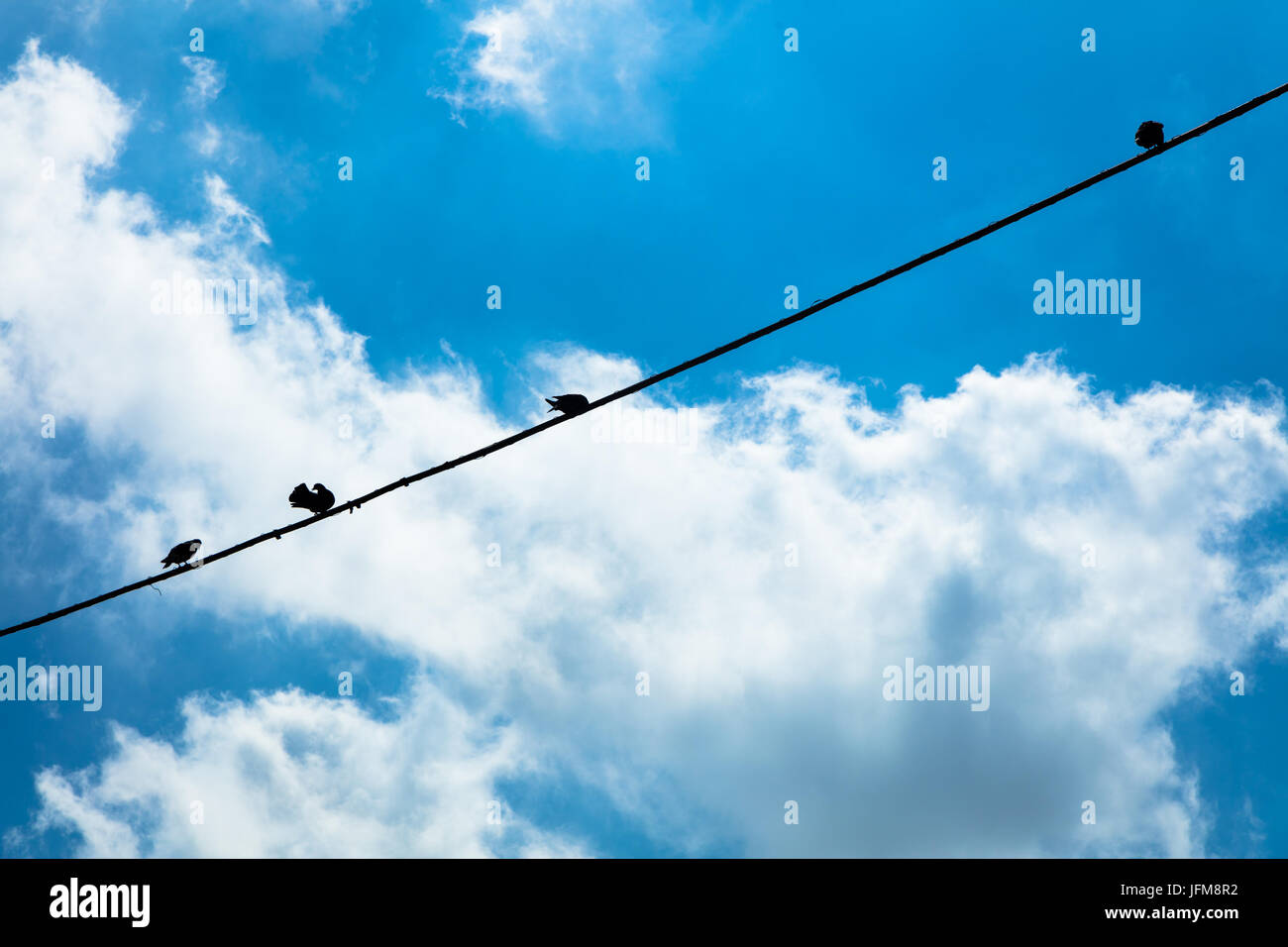 Birds hanging on a wire Stock Photo - Alamy