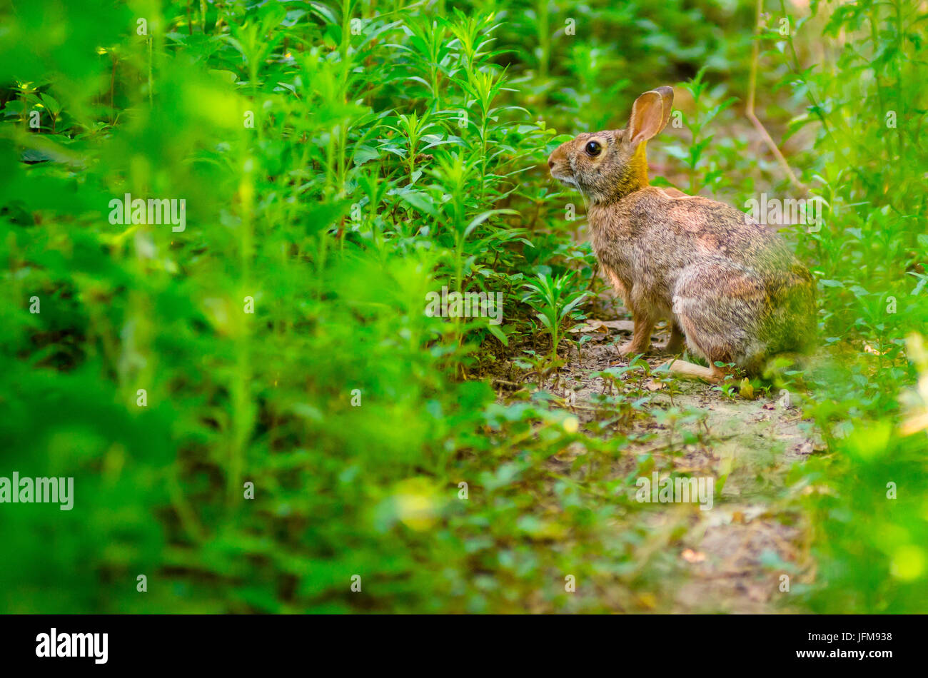 European hare (Ticino park, Lombardy, Italy Stock Photo - Alamy