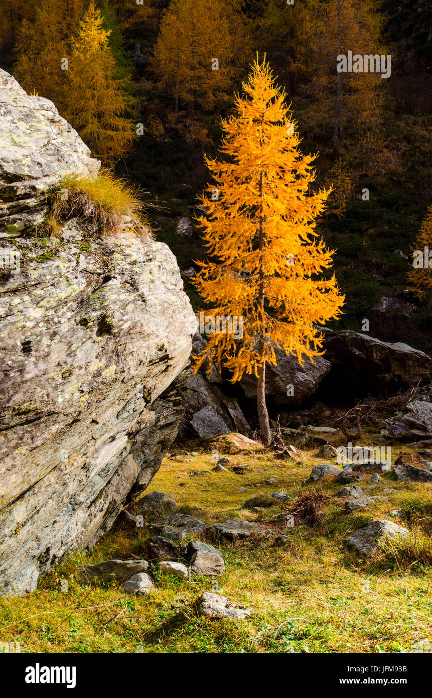 A big erratic stone and larches with autumnal colours just near the ...