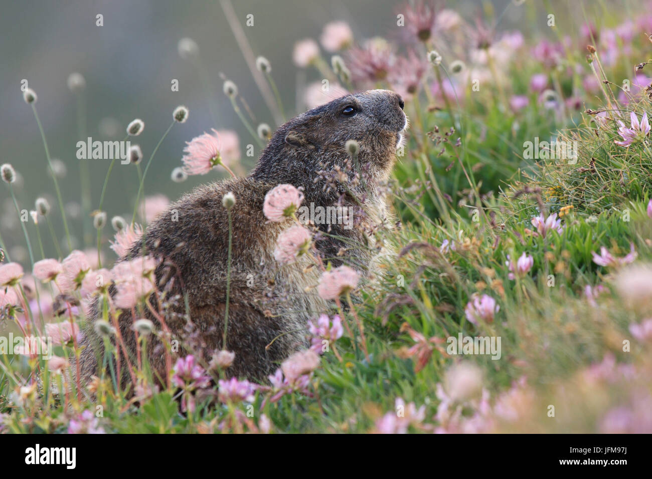 Marmot and flowers, Groundhog Stock Photo - Alamy