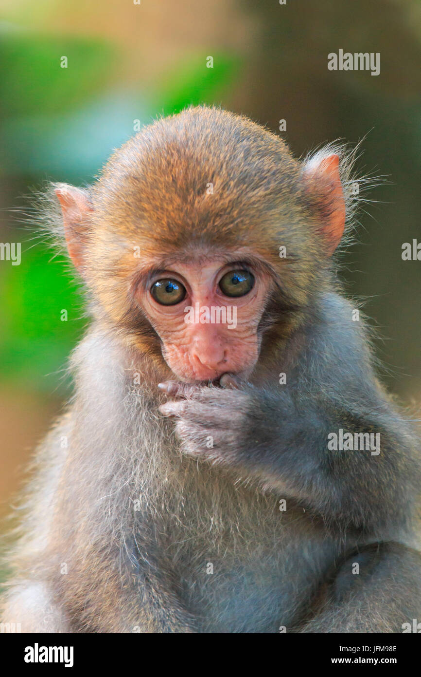 Baby monkey hi-res stock photography and images - Alamy