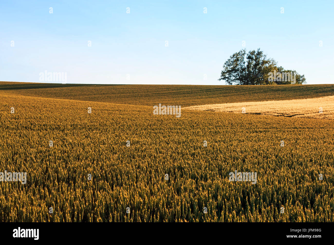 Agriculture field japan hi-res stock photography and images - Alamy