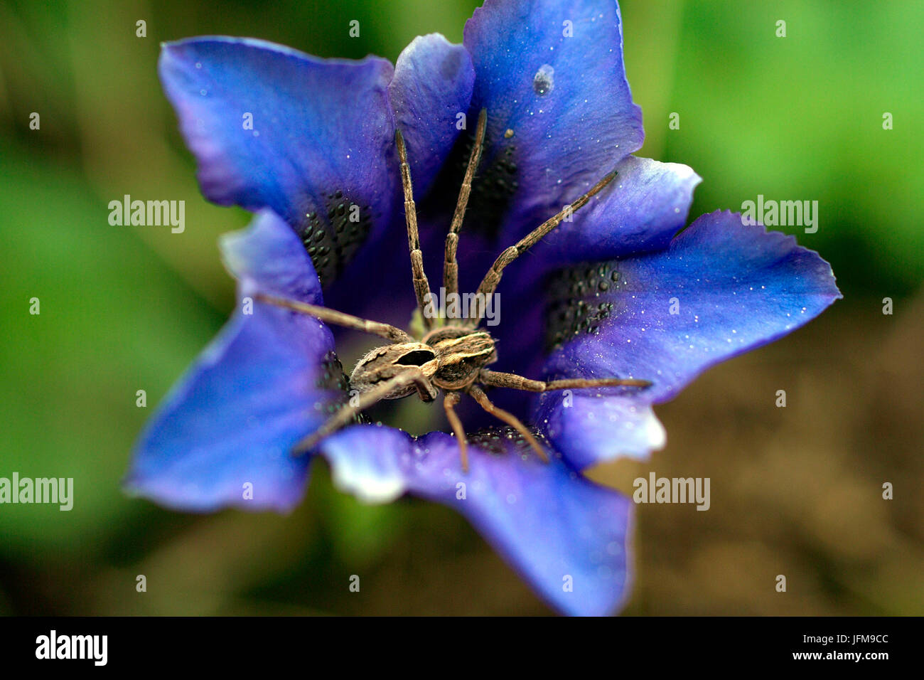 Native spiders hi-res stock photography and images - Alamy