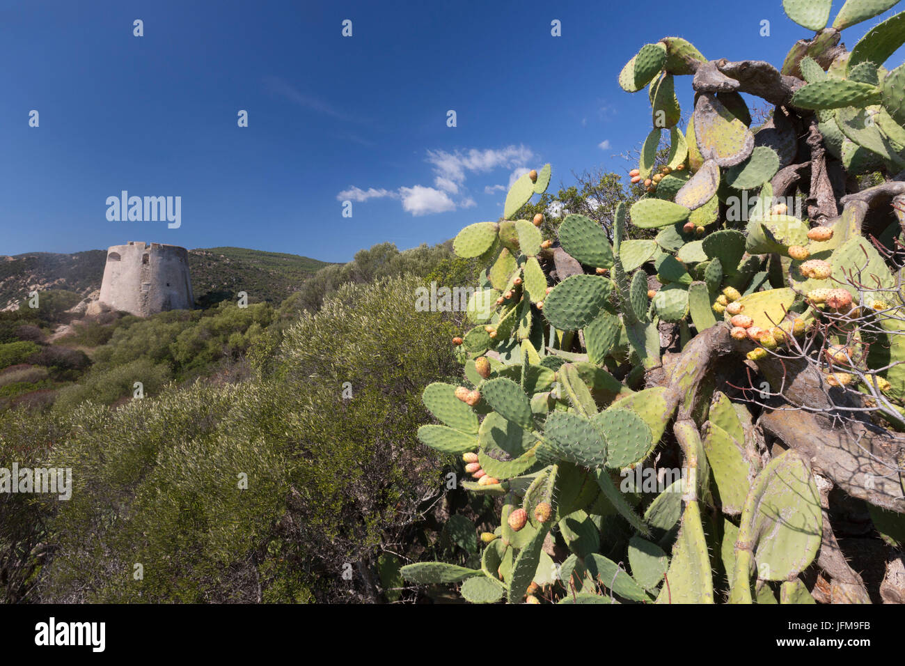 Prickly pears and vegetation of the inland frame the tower Cala Pira ...
