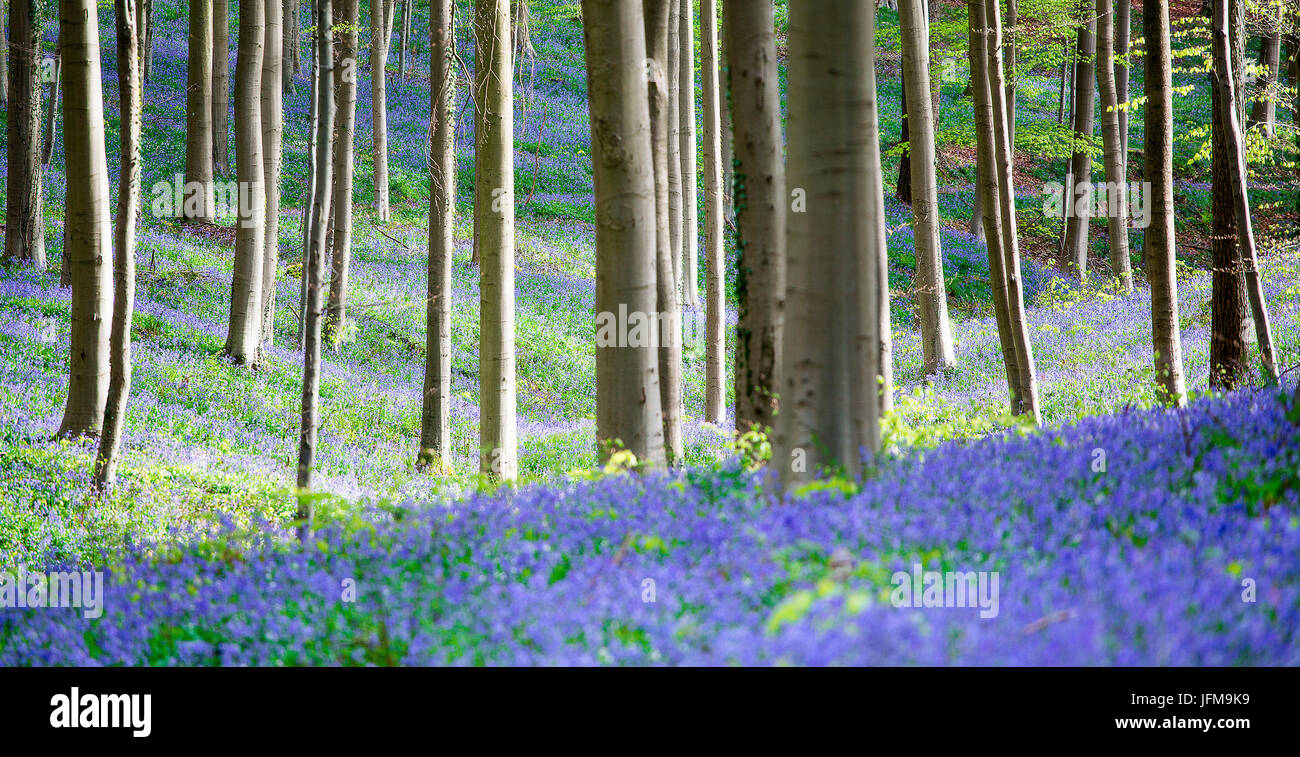 Hallerbos, beech forest in Belgium full of blue bells flowers Stock ...