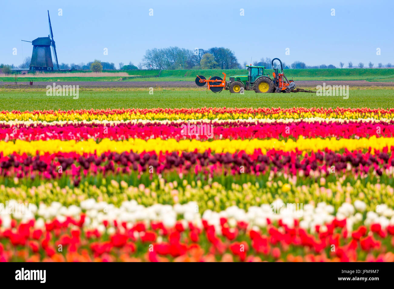 Windmills and tulip fields full of flowers in Netherland, Europe Stock ...