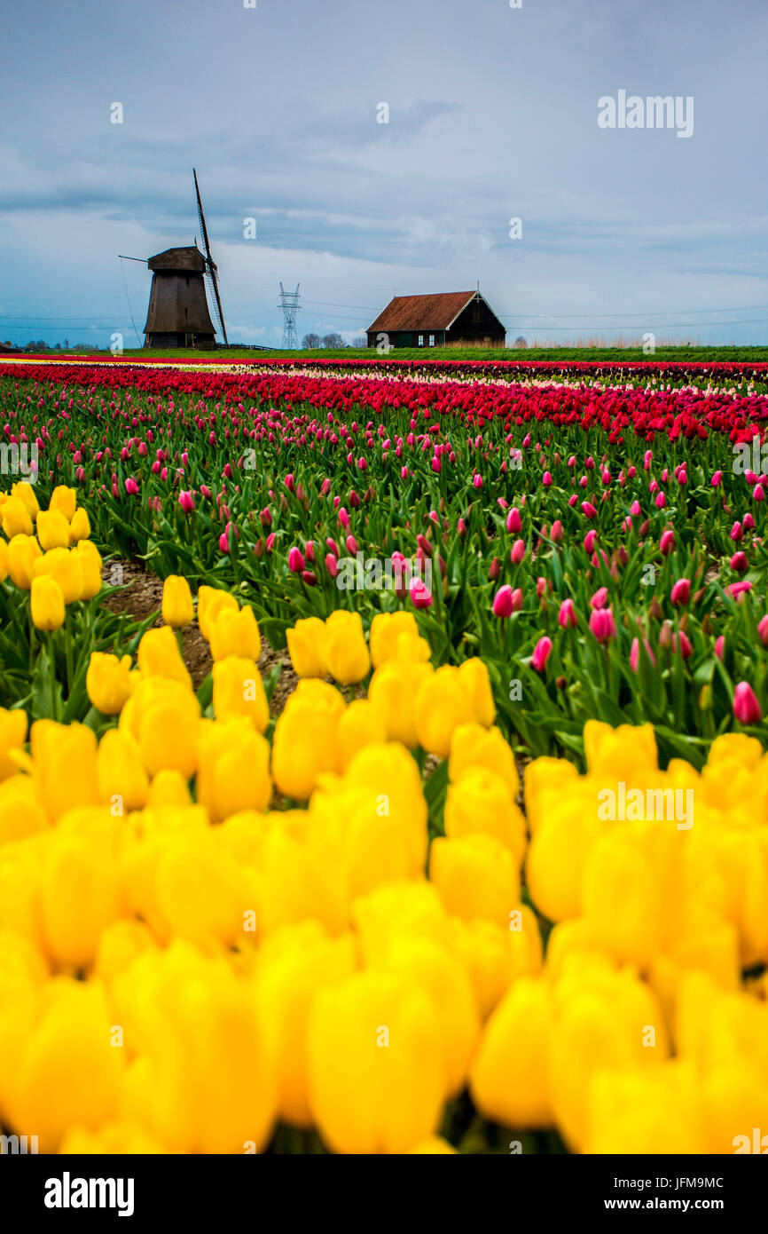Tulip fields amsterdam hi-res stock photography and images - Alamy