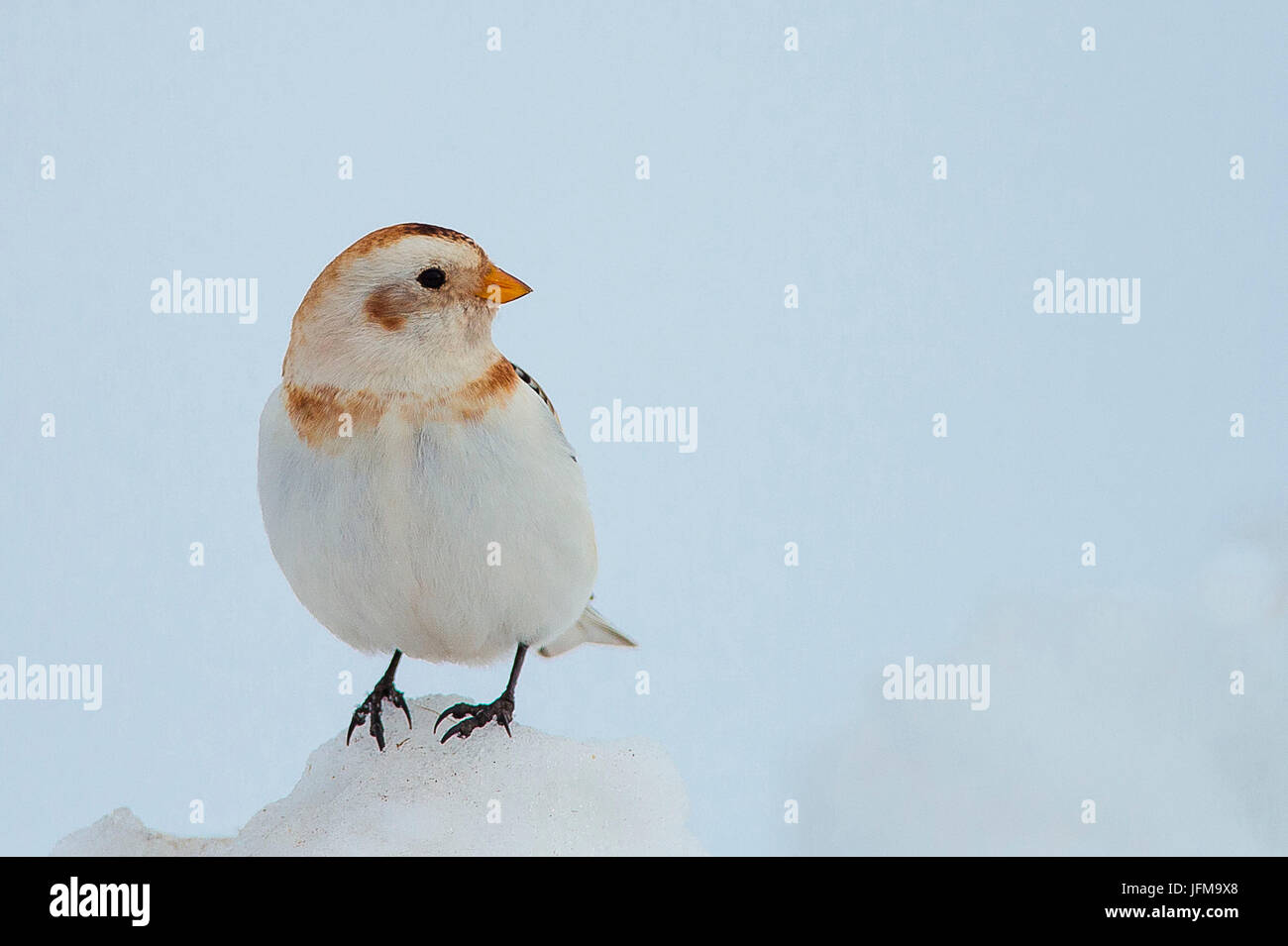 Lessinia, Veneto, Italy Photography of a bunting taken in the snow on ...