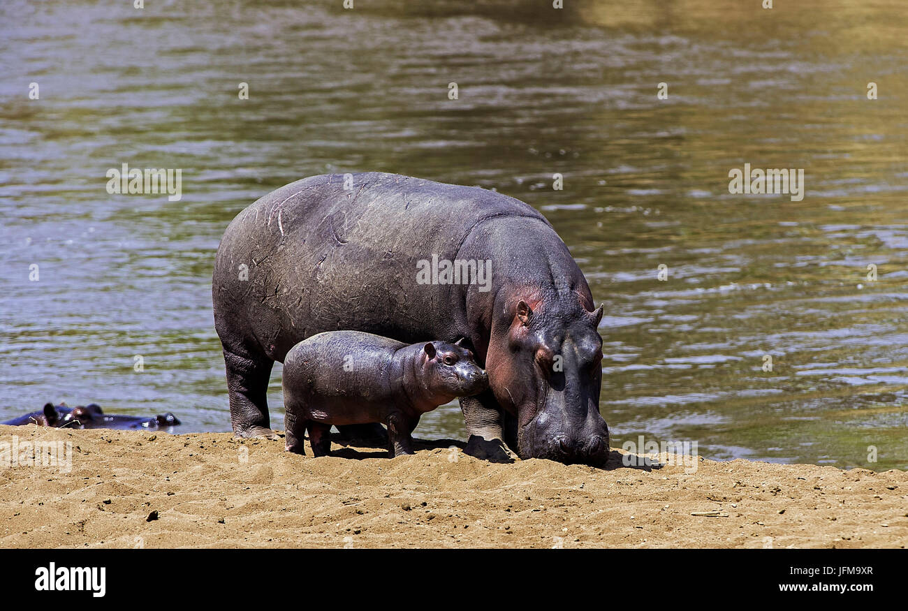 Baby African Hippo
