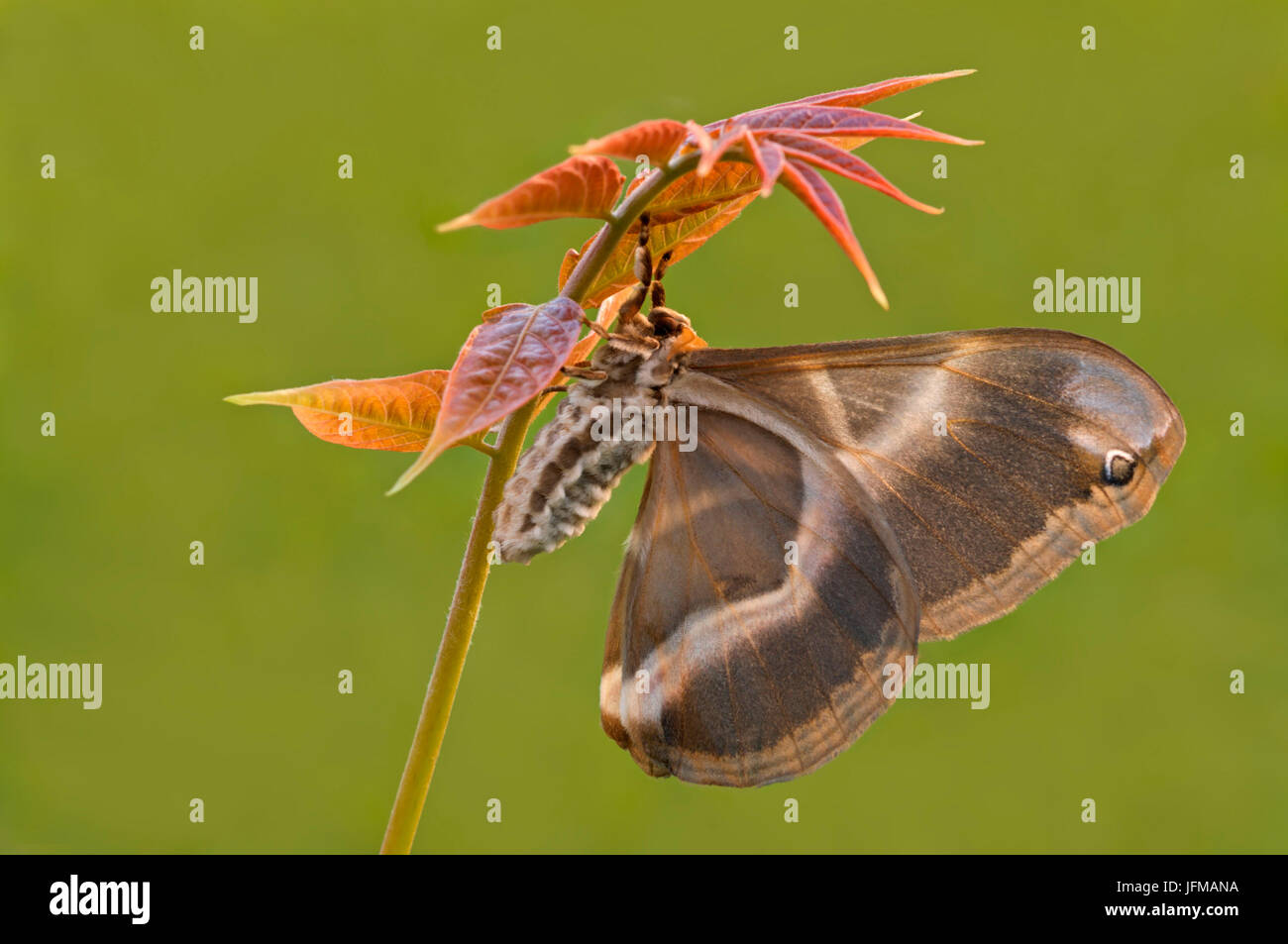 Samia ricini, Liguria, Italy Stock Photo - Alamy