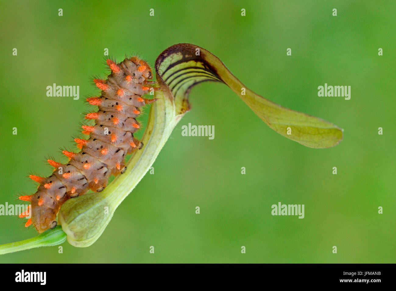 Polyxena hi-res stock photography and images - Alamy