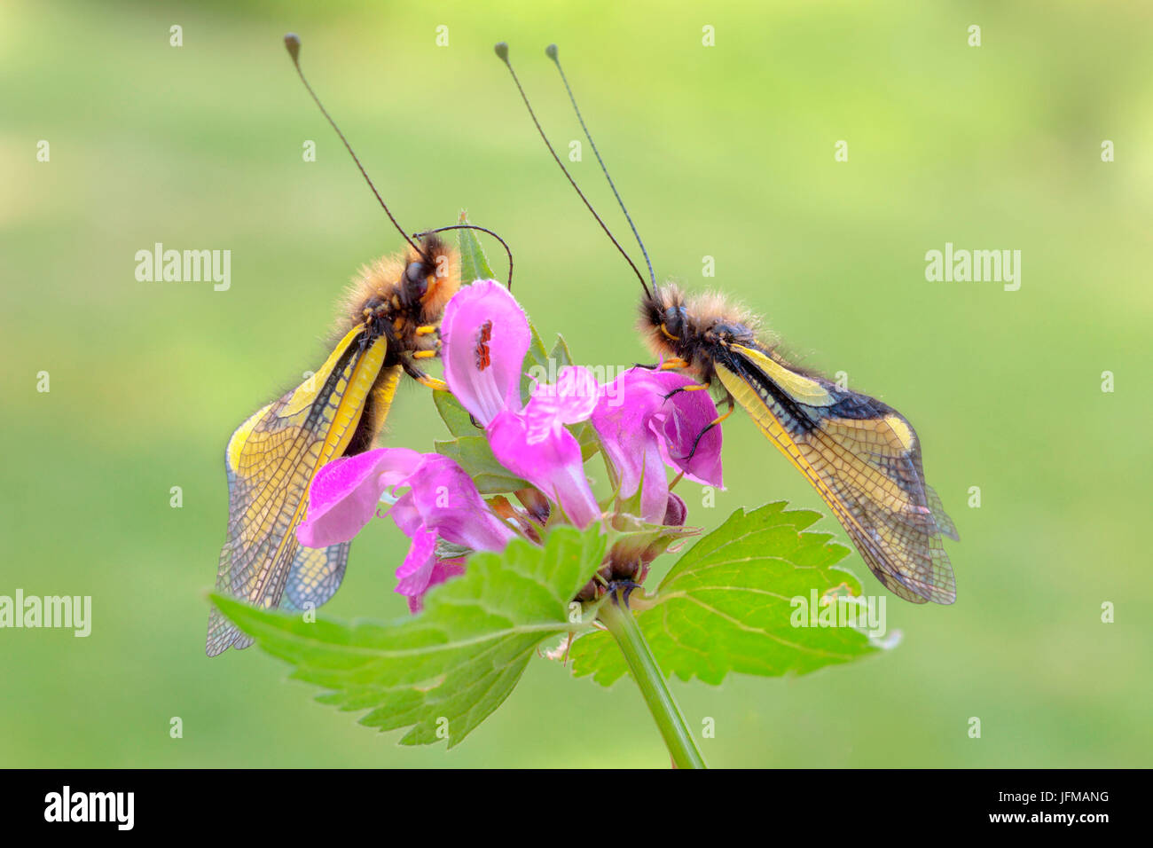 Libelloides coccajus, Vobbia, Liguria Stock Photo - Alamy